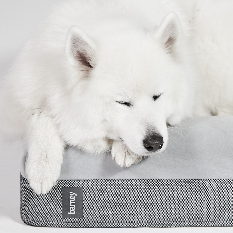 Barney Bed Luxury Dog Beds Designed in Australia